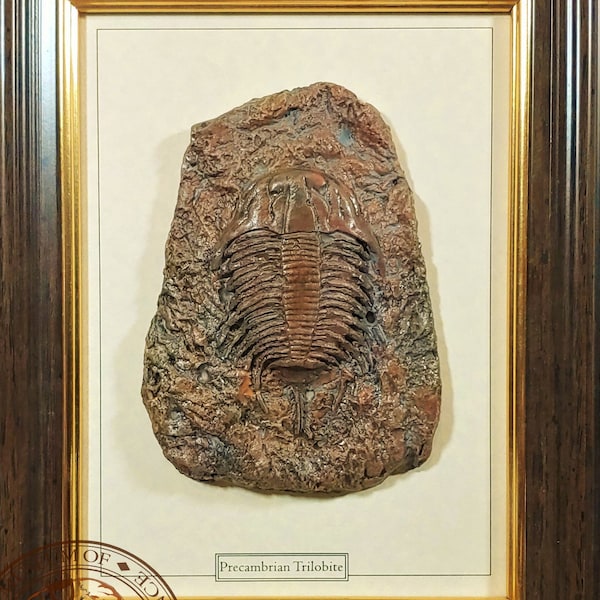 Precambrian Fossils - Etsy