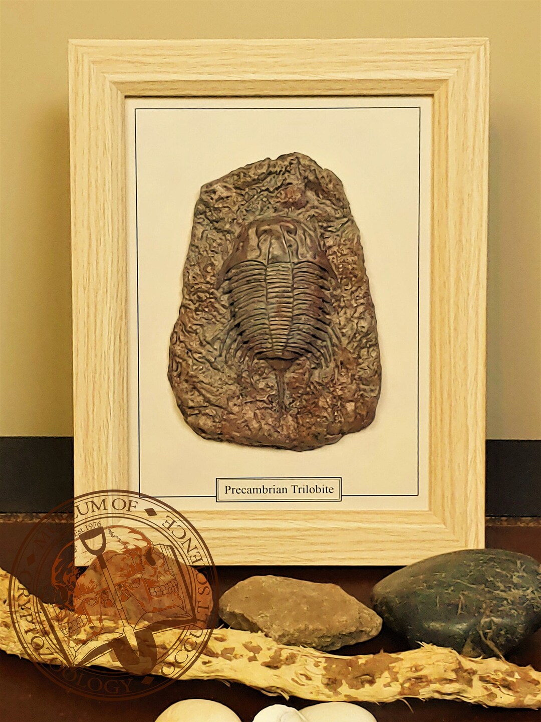 Framed Fossil, Precambrian Trilobite, Fossilized Bone, Contemporary ...