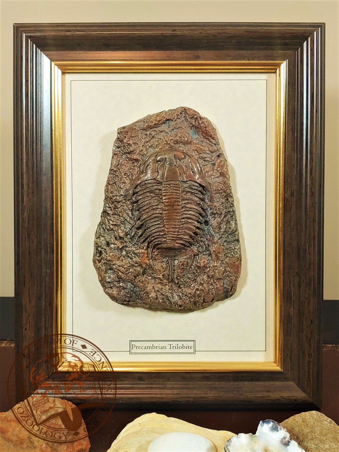 Framed Fossil, Precambrian Trilobite, Fossilized Bone, Contemporary ...