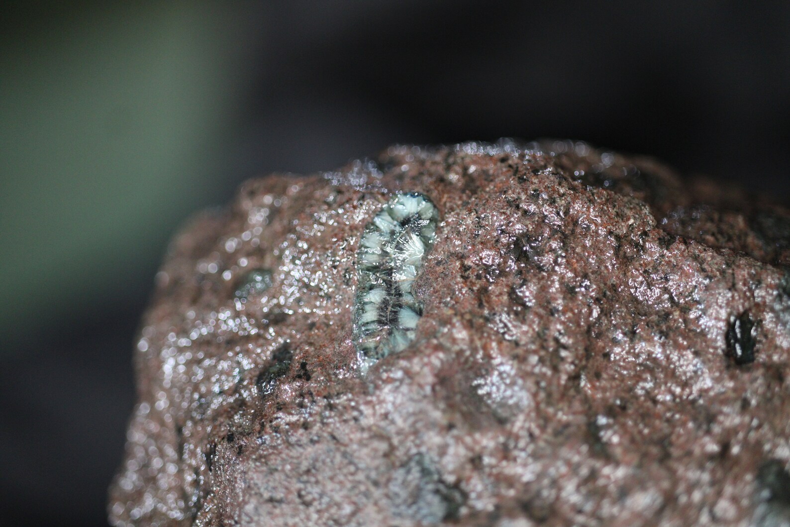 Rare 11lb Greenstone Basalt Display Michigan's State - Etsy