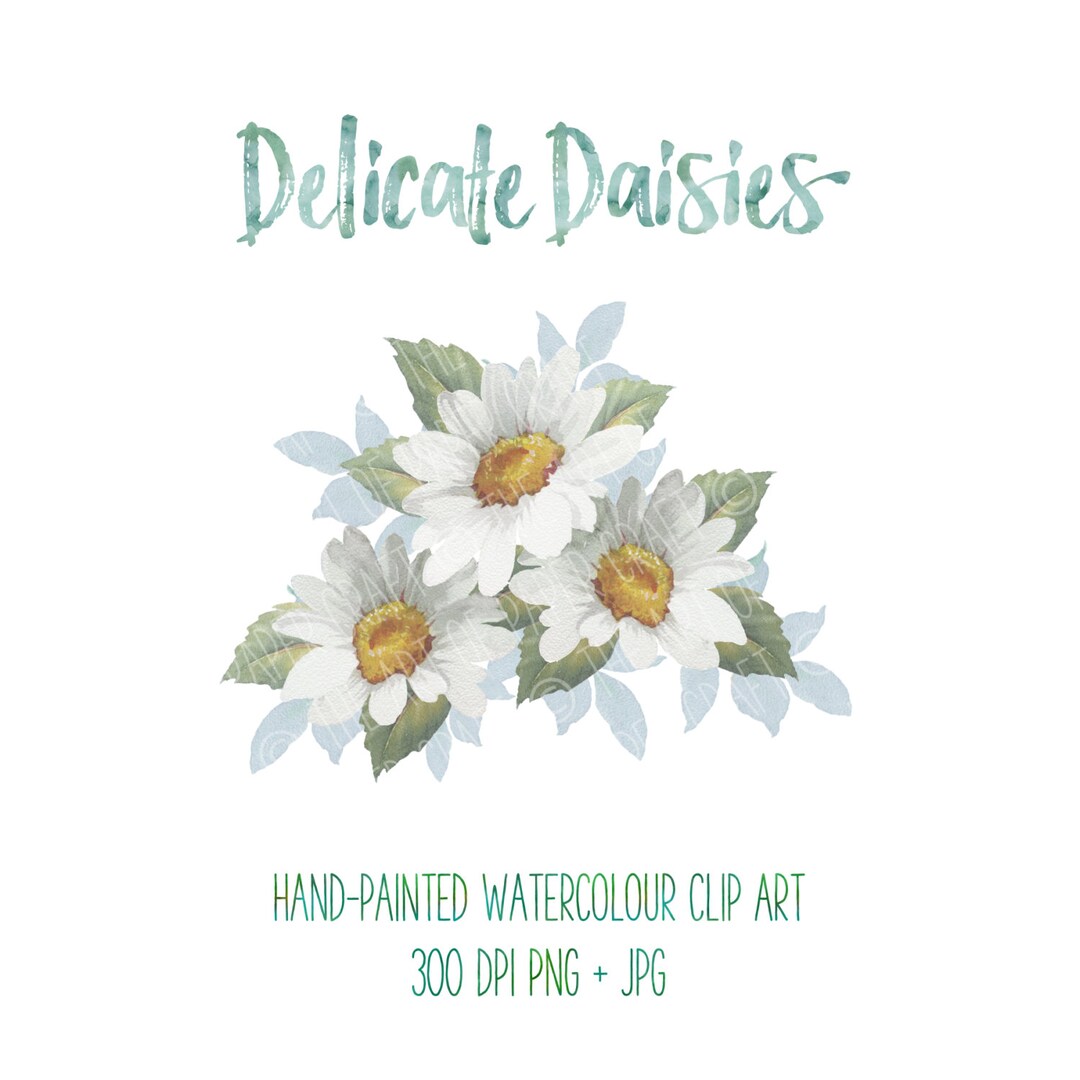 Delicate Daisies Hand-painted Watercolour Clip Art - Etsy