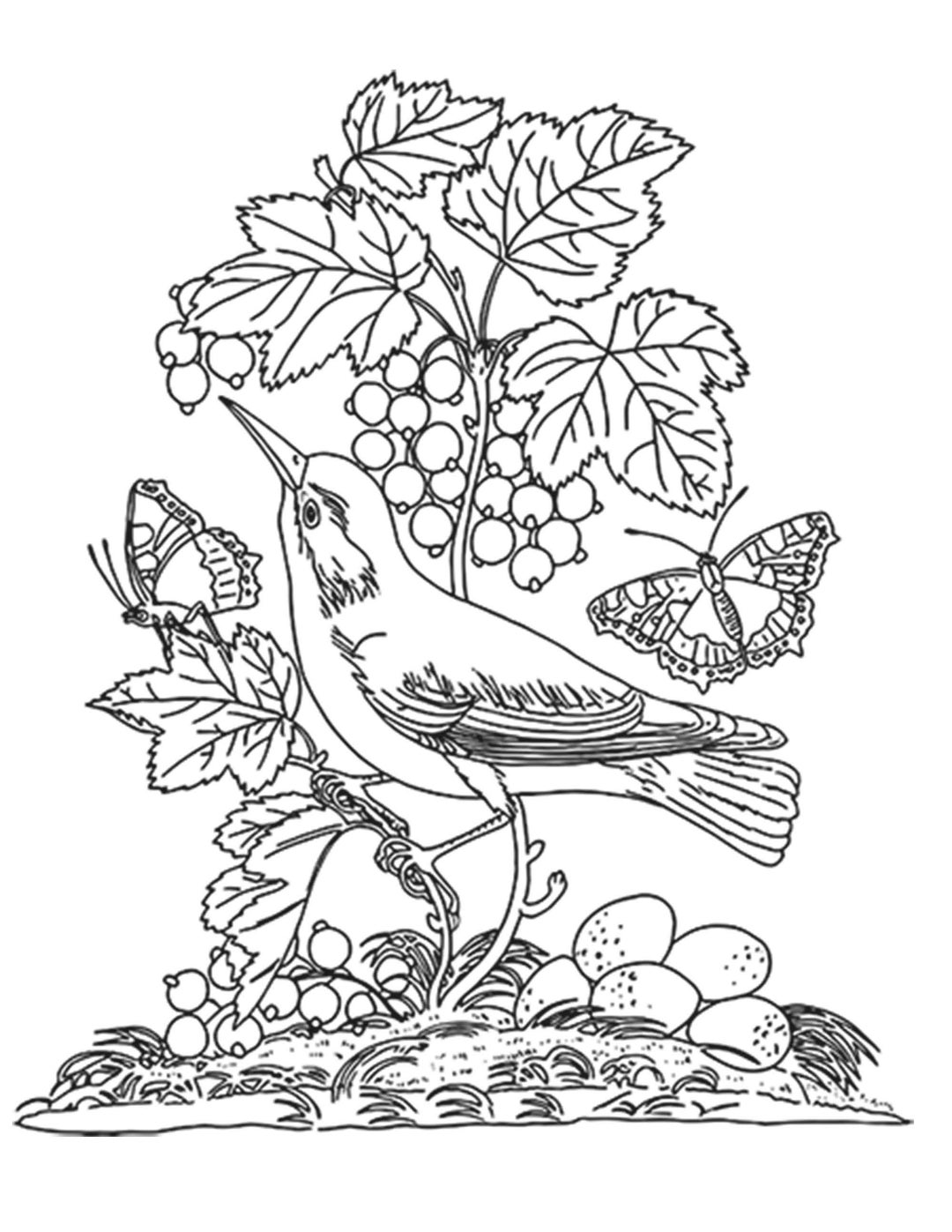 Eurasian Nuthatch | Download Printable Coloring Page | Homeschool ...