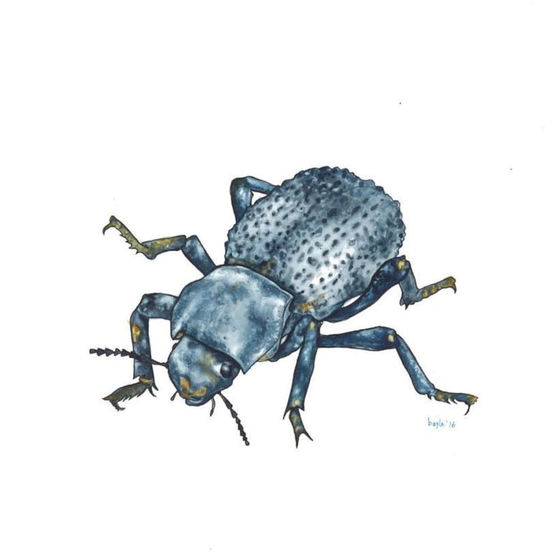Blue Death Feigning Beetle Insect Fine Art Print of Watercolor Painting ...