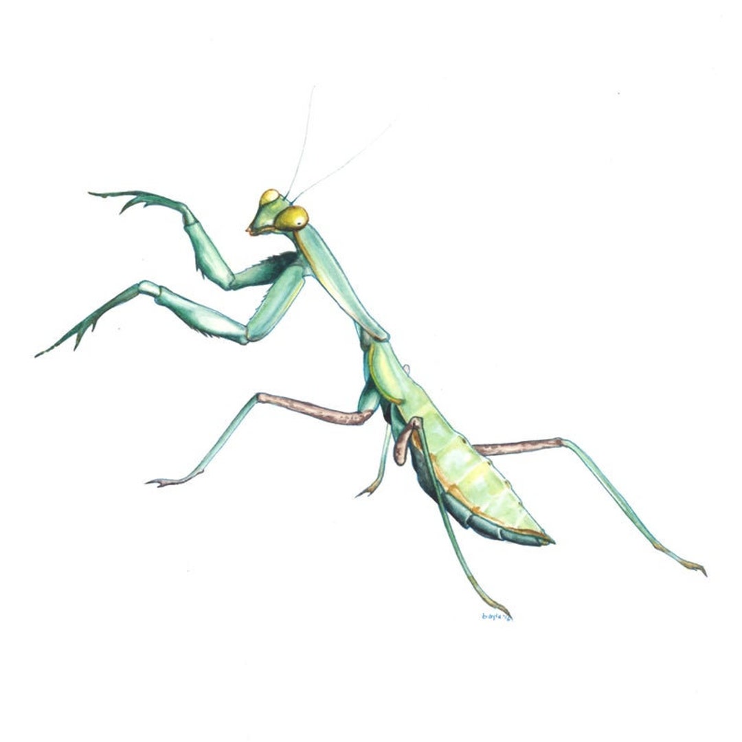 Giant Asian Praying Mantis Fine Art Print Bug Art - Etsy