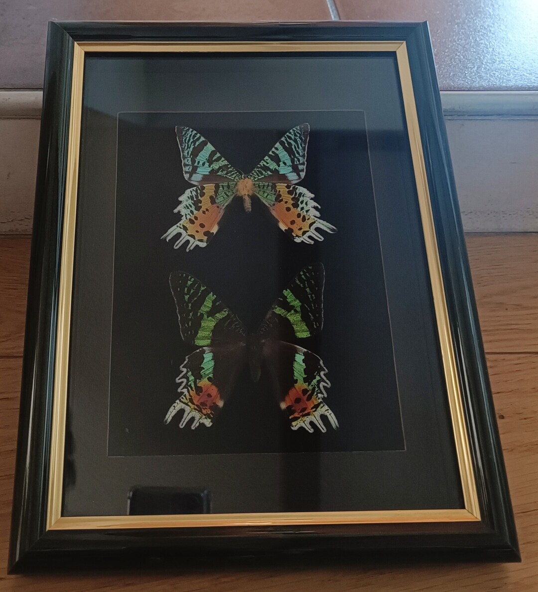 Couple Urania Ripheus Madagascar Genuine Butterflies - Etsy