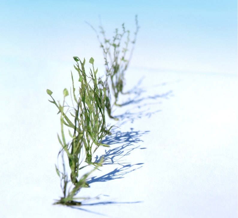 Miniature Tall Weed / Wild Flowers Plants Grass Tufts 8pcs HO | Etsy