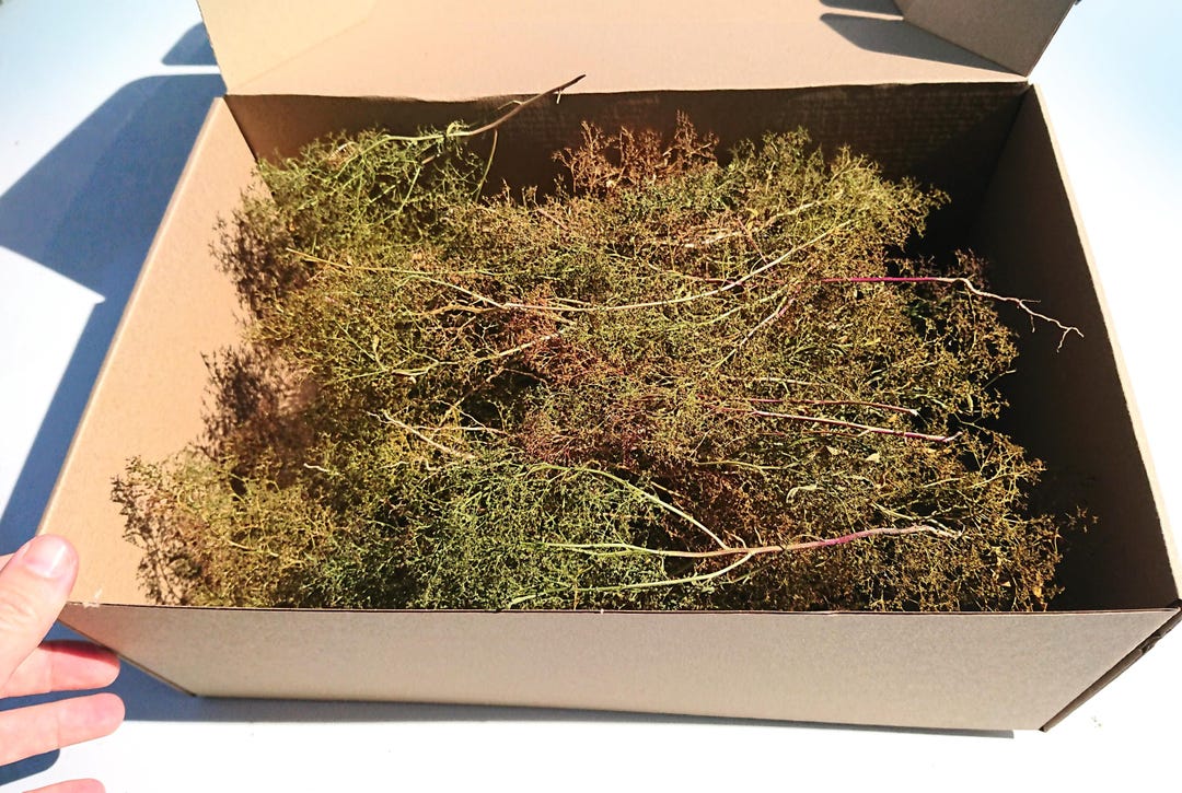 50 Pieces Box Teloxys Aristata Seafoam Trees Model Tree Armatures ...
