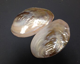 Pearl seashells | Etsy