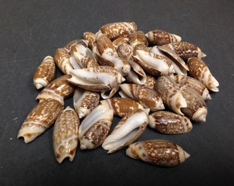 Richards Seashells Available On Etsy by RichardsSeashells on Etsy