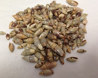 Olive seashells | Etsy