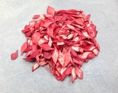 Richards Seashells Available On Etsy by RichardsSeashells on Etsy