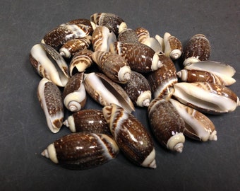 Olive seashells | Etsy