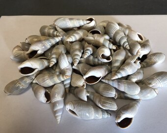 Richards Seashells Available On Etsy by RichardsSeashells on Etsy