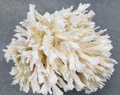 Richards Seashells Available On Etsy by RichardsSeashells on Etsy