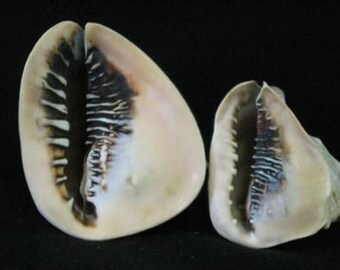 Queen Helmet Shell | Etsy