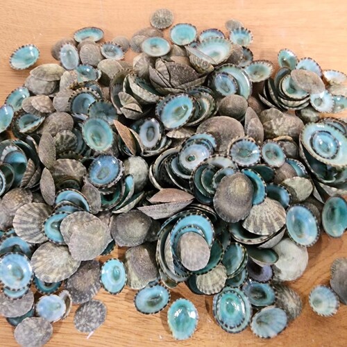 25 to 500 Limpet Shells Seashells Aqua Blue Teal Green Limpet - Etsy