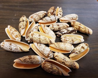 Olive Seashells | Etsy