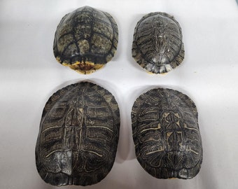 Red Eared Slider Turtle Shell - Etsy