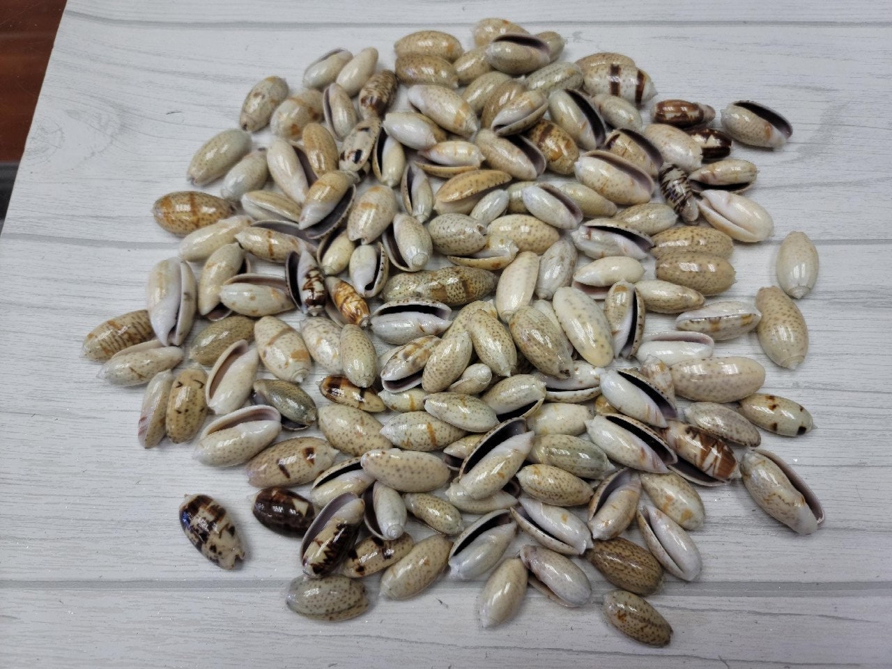 Zip Lock Bag EA Gold Olive Shell Mixture Sculpting & Forming Craft ...