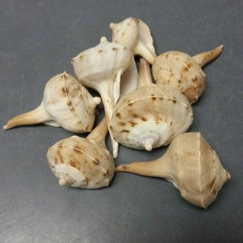 Sulu Land Snail Shells 22-1/2 Craft Seashells - Etsy
