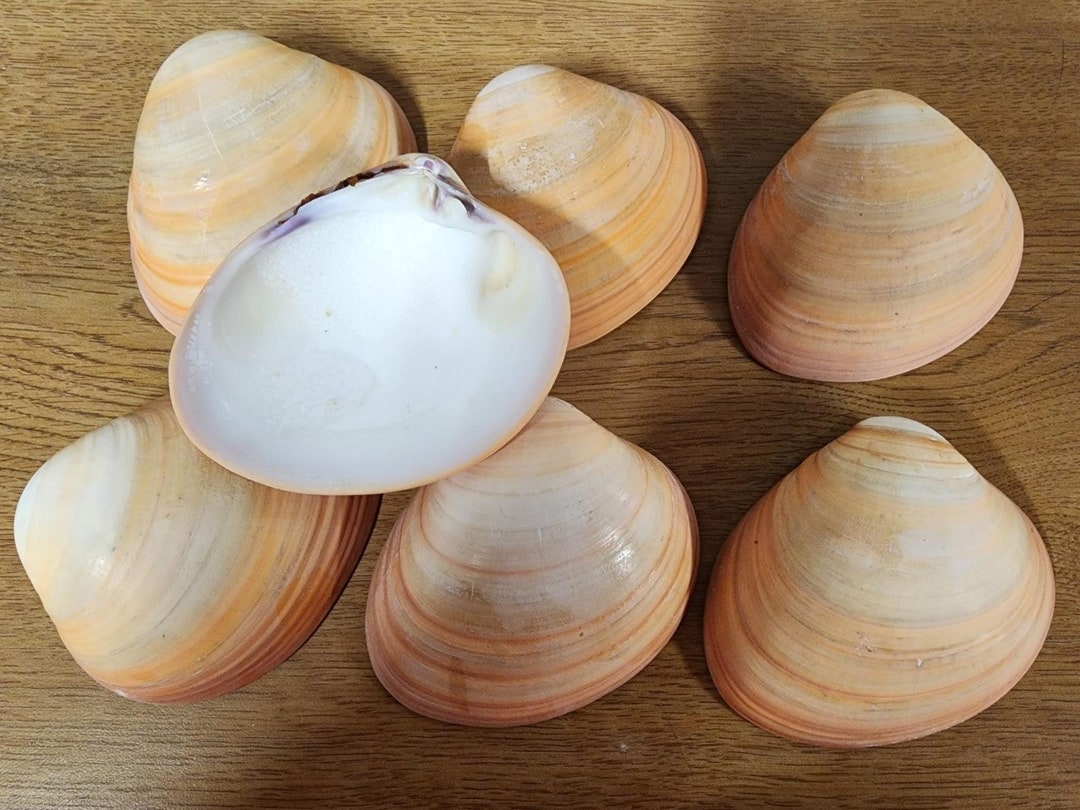 Queen Pink clam pink/cream Shell EA - Etsy