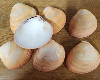 Pink Clam Shell - Etsy