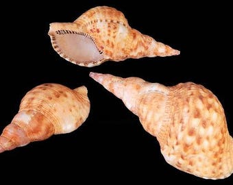 Golden seashell | Etsy