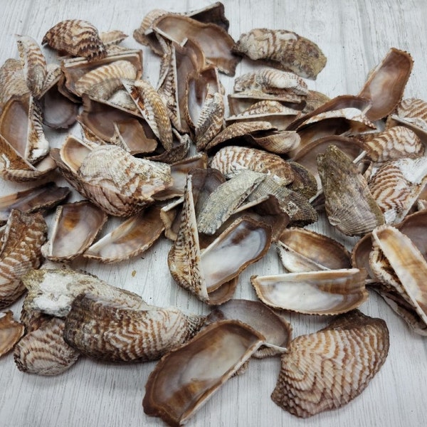 Turkey Wing Shells - Etsy