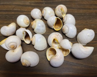 Apple Snail Shell - Etsy