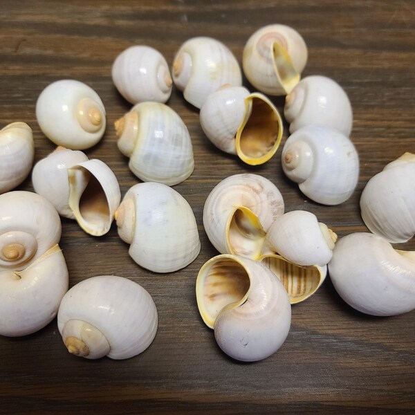 Apple Snail Shell - Etsy