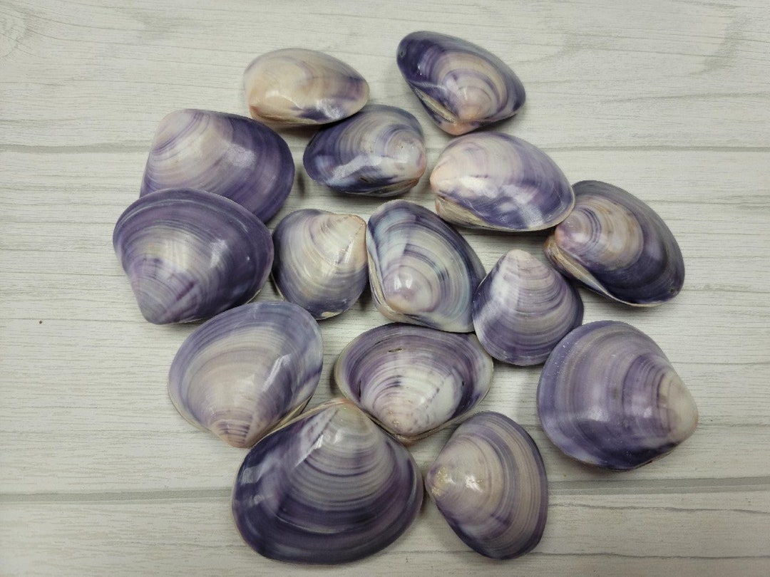 Purple Clam Shell | atelier-yuwa.ciao.jp