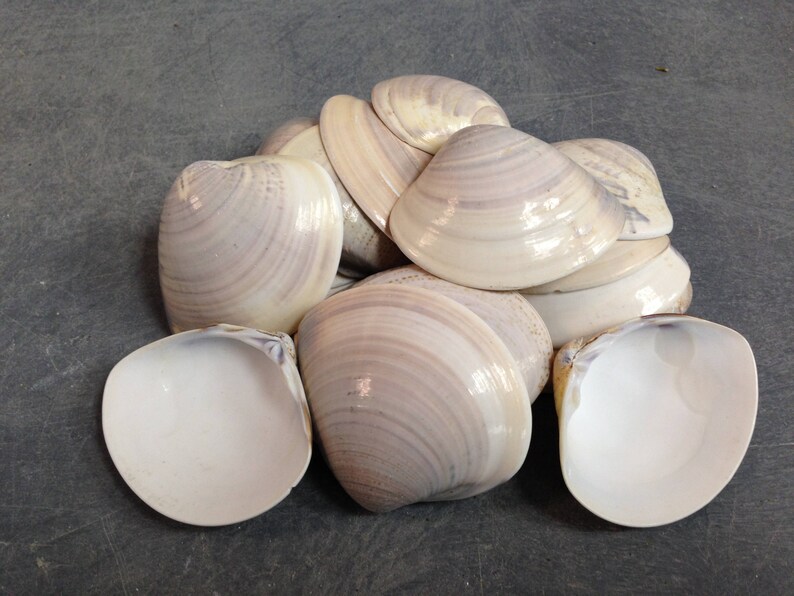 Quahog Clam Seashells Polished Small Bag Of 35 Shells | Etsy