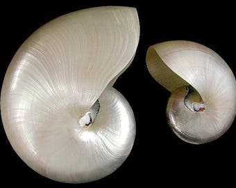 Paper Nautilus Shell - Etsy