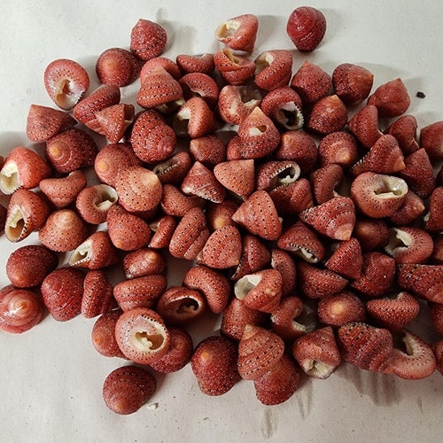 Strawberry Top Seashells clanculus Puniceus Craft Shells - Etsy