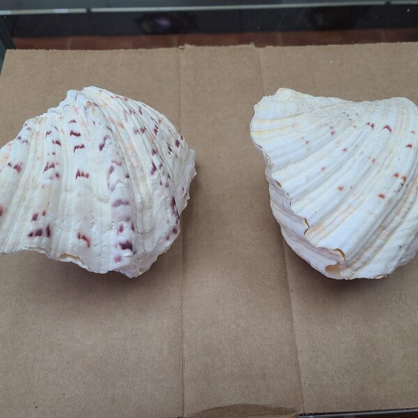 Large Clam Shell - Etsy