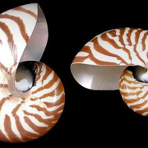 AAA LARGE 15-18CM Cymbiola Nobilis Natural Seashell Home | Etsy