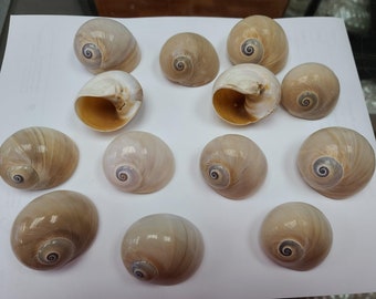 Whale Eye Shells | Etsy