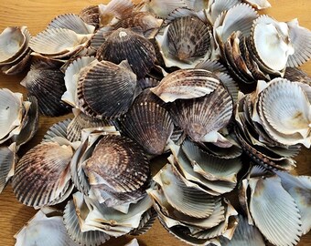 Black Seashells - Etsy