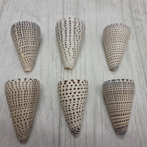 Conus Virgo Virgin Cone Shell 3 3-1/2 Craft - Etsy