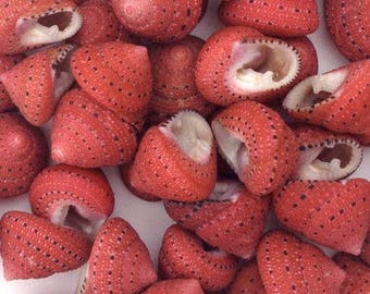 Strawberry Top Shells | Etsy
