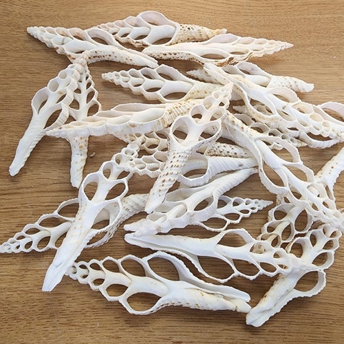 Umbonium Guamensis Polished Cinerious Turbo Moon Shells - Etsy