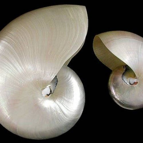 AAA LARGE 15-18CM Cymbiola Nobilis Natural Seashell Home | Etsy