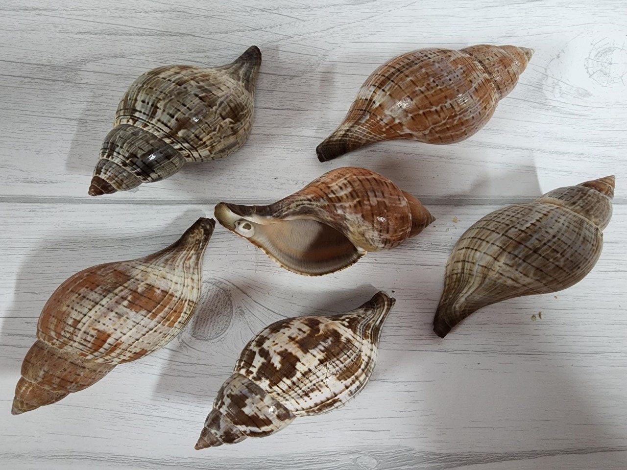 Home & Hobby Tulip Seashell 1 Shell Large Floral & Garden Crafts etna ...