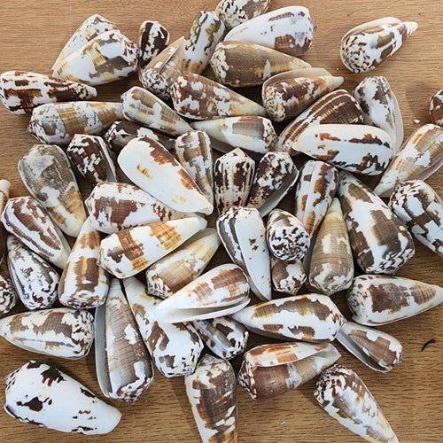 Conus Virgo Virgin Cone Shell 3 3-1/2 Craft - Etsy