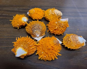 Orange Seashell | Etsy