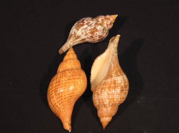 Home & Hobby Tulip Seashell 1 Shell Large Floral & Garden Crafts etna ...