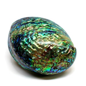 Genuine Oval Abalone Shell Ocean Charm Pendant W/ White Freshwater ...
