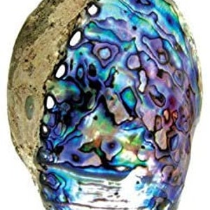 Curved Top Stainless Steel Comfort Fit Natural Hawaii Koa Wood Abalone ...