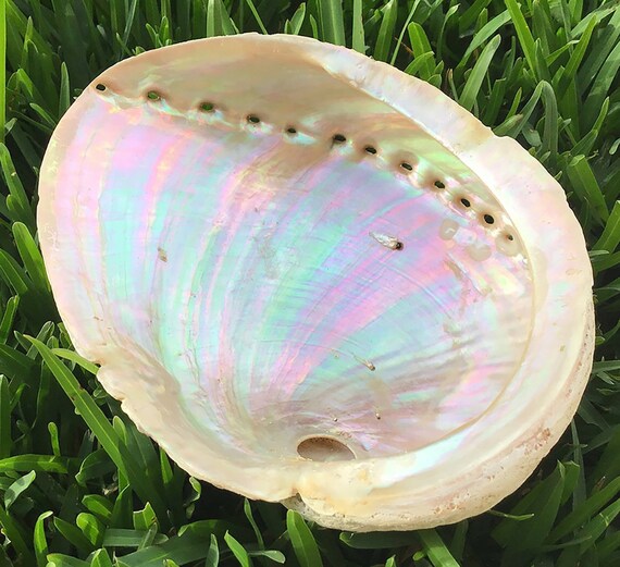 Unisex Natural Koa Wood/Abalone Paua Shell Inlay Tung… - Gem