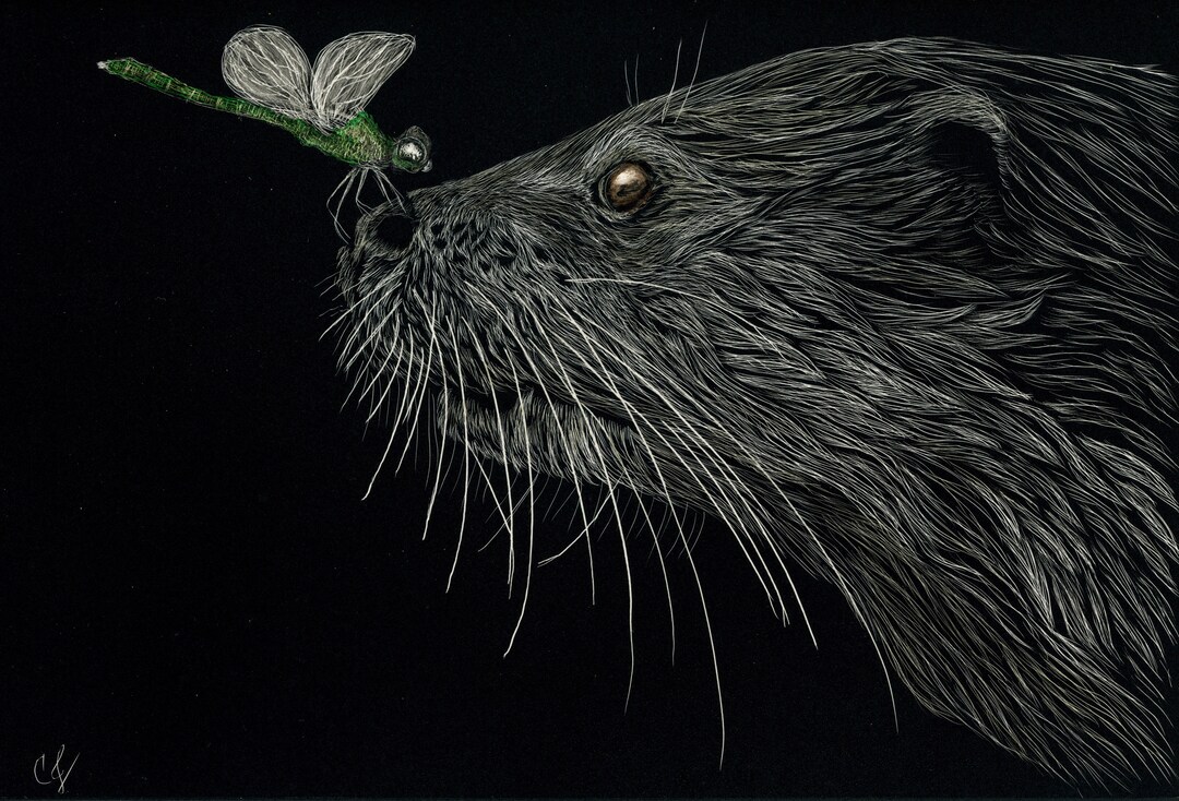 Pick an Otter Any Otter Free Shipping for One of a Kind Scratchboards ...